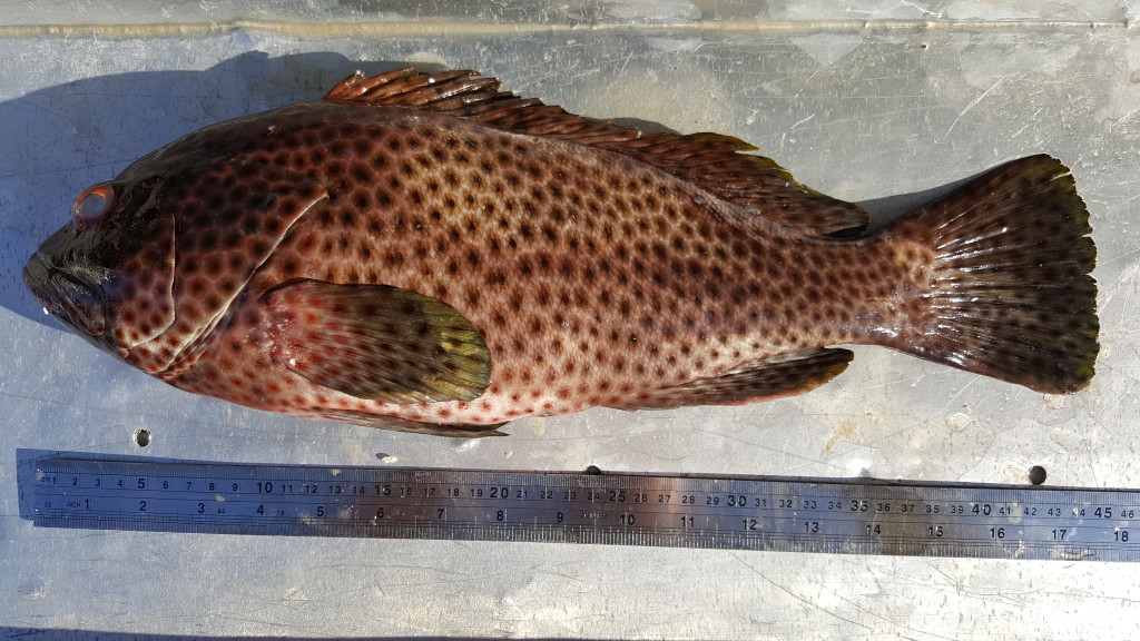 PT. Fresh On Time Seafood - We deliver seafood product, fresh at your ...