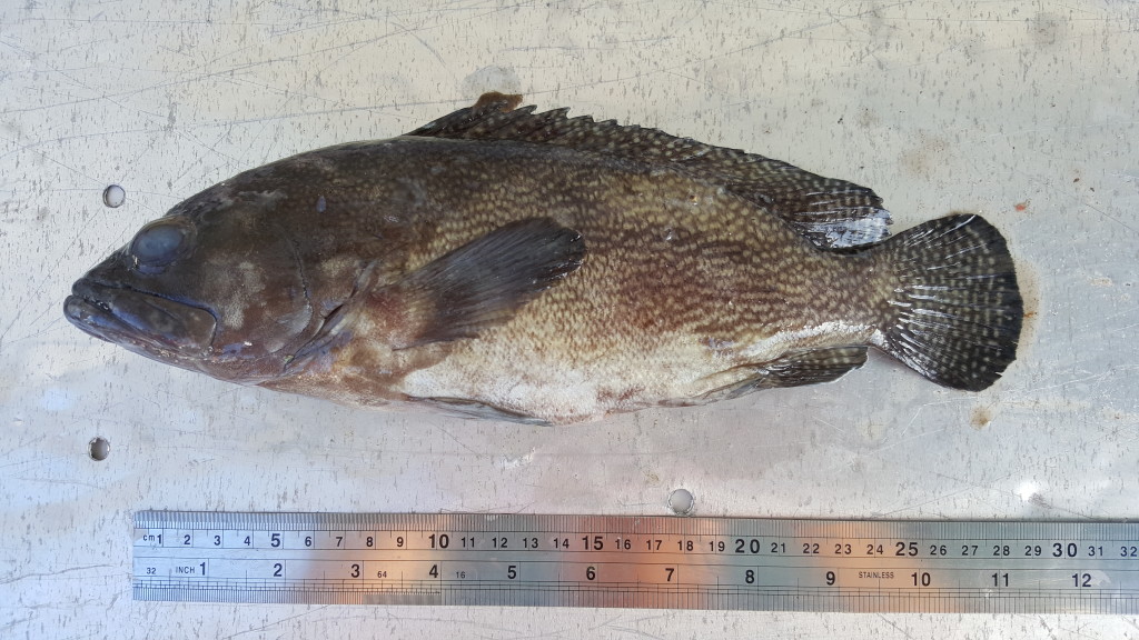 PT. Fresh On Time Seafood - We deliver seafood product, fresh at your ...