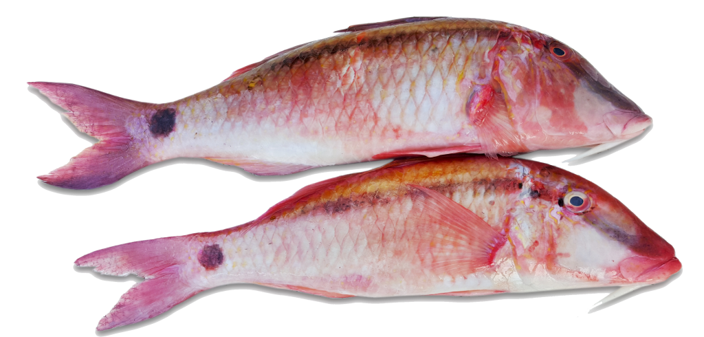 PT. Fresh On Time Seafood - We deliver seafood product, fresh at your ...